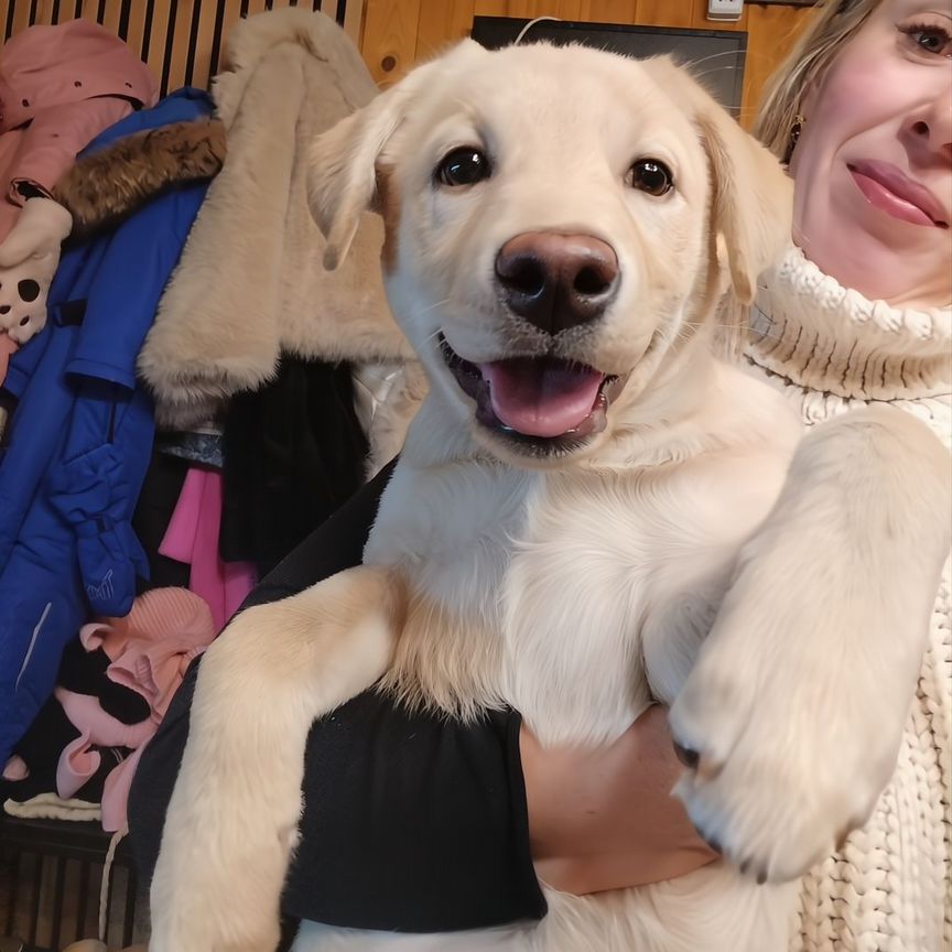 Лабрадор-ретривер, щенок