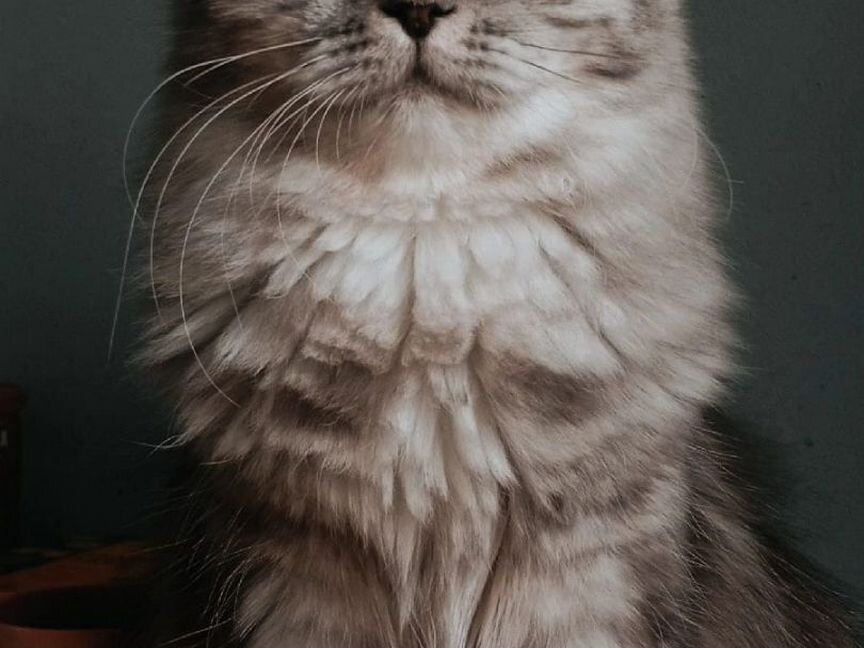 Шотландская вислоухая Кошка (Вязка)