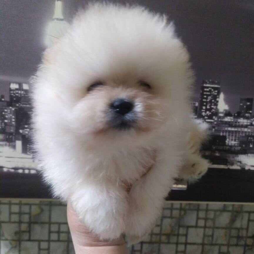 Померанский шпиц, щенок