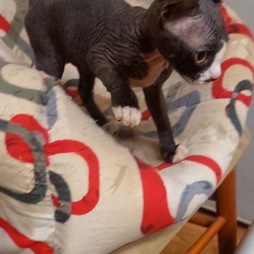 Котята эльф