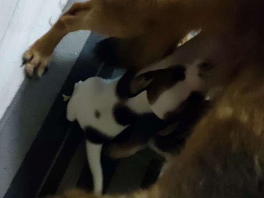 Малыши щеночки 1 мес