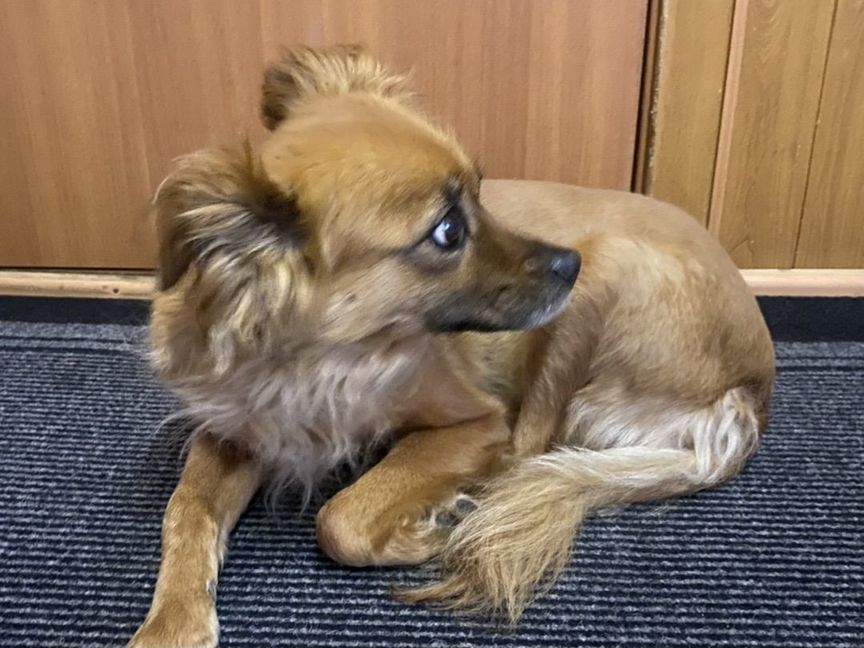 Собака в добрые руки