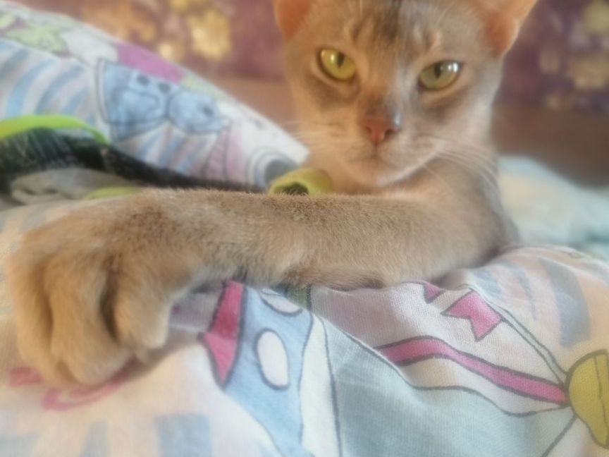 Абиссинская