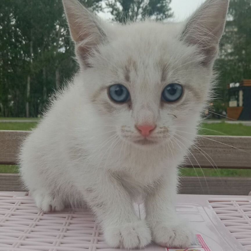 Тайские котята в добрые руки
