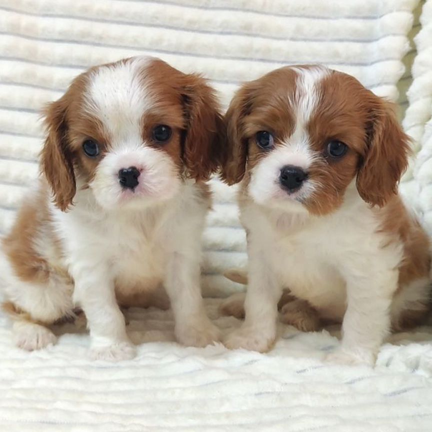 Кавалер кинг-чарльз-спаниель, щенок