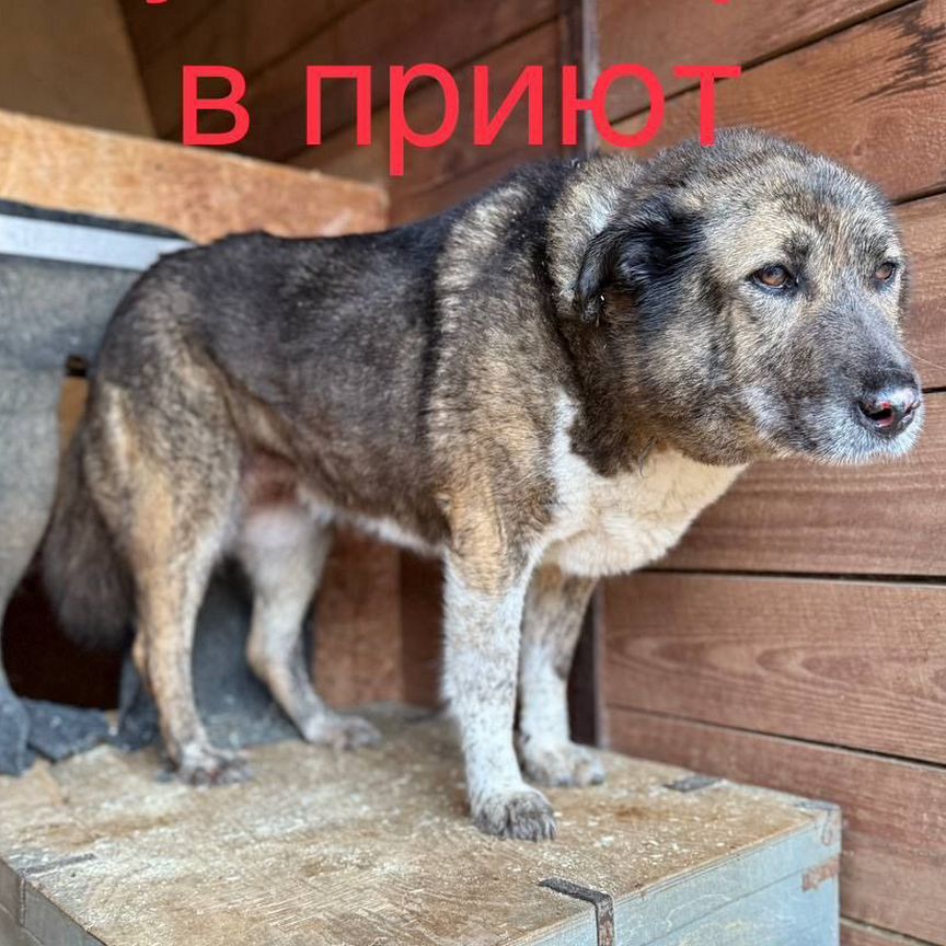 Взрослая собака в добрые руки