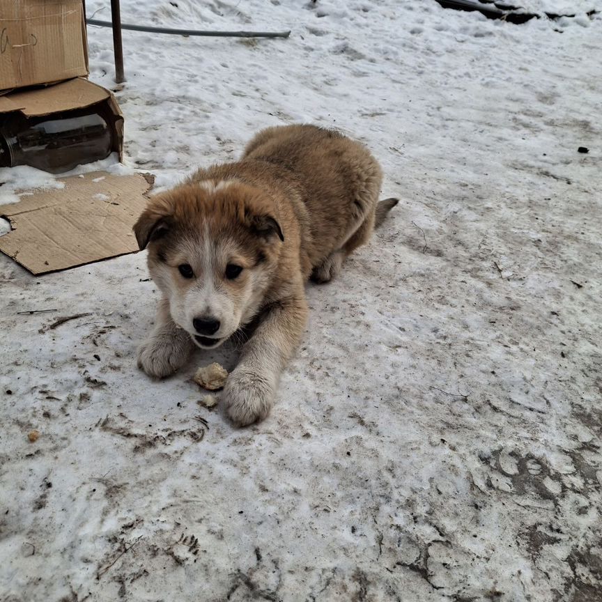 Отдам щенка в добрые руки.Кобель.Будет крупный