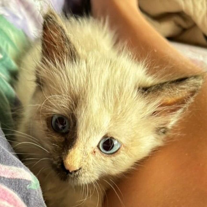 Котенок (девочка)
