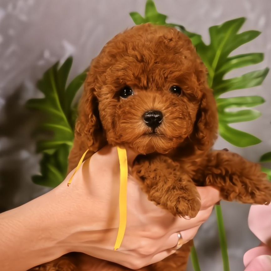 Той-пудель, щенок