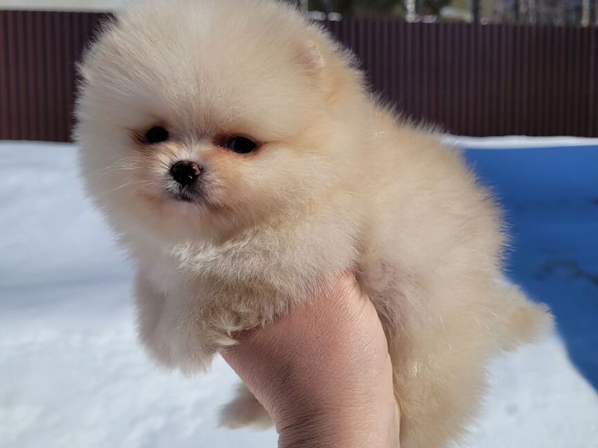 Померанский шпиц мальчик