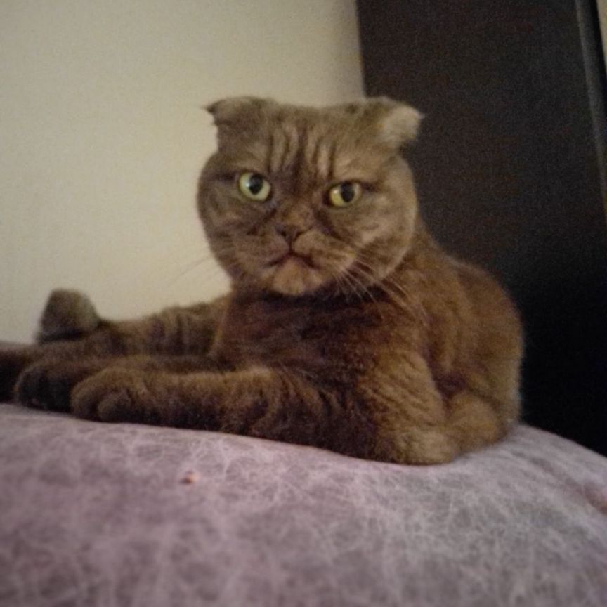 Кот серьезный