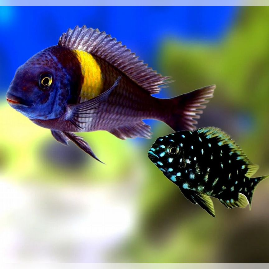 Аквариумные рыбки