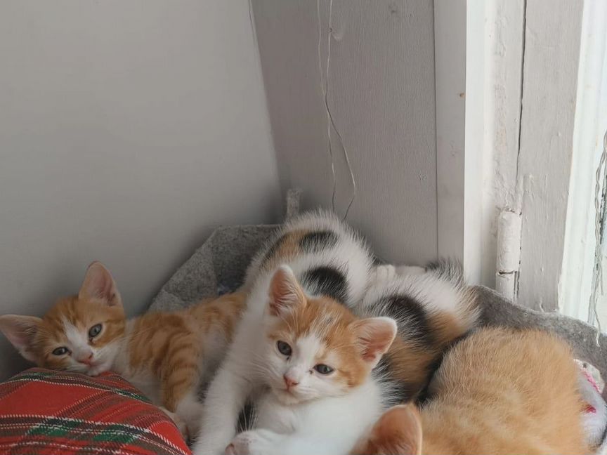 Котята в добрые и заботливые руки