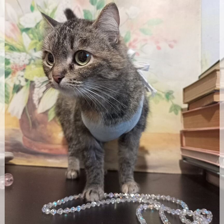 Кошка Сима в добрые руки