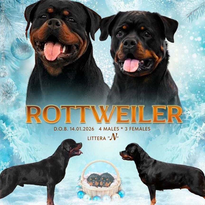 Ротвейлер, щенок