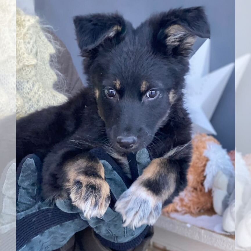 Щенок в добрые руки