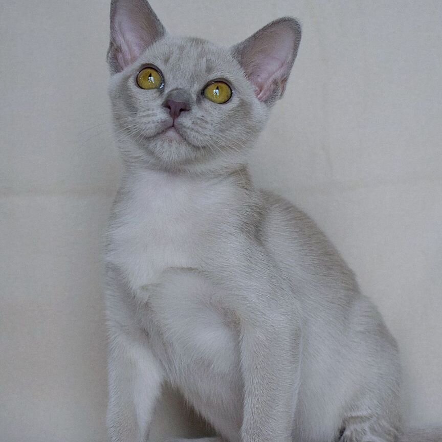 Бурманские котята