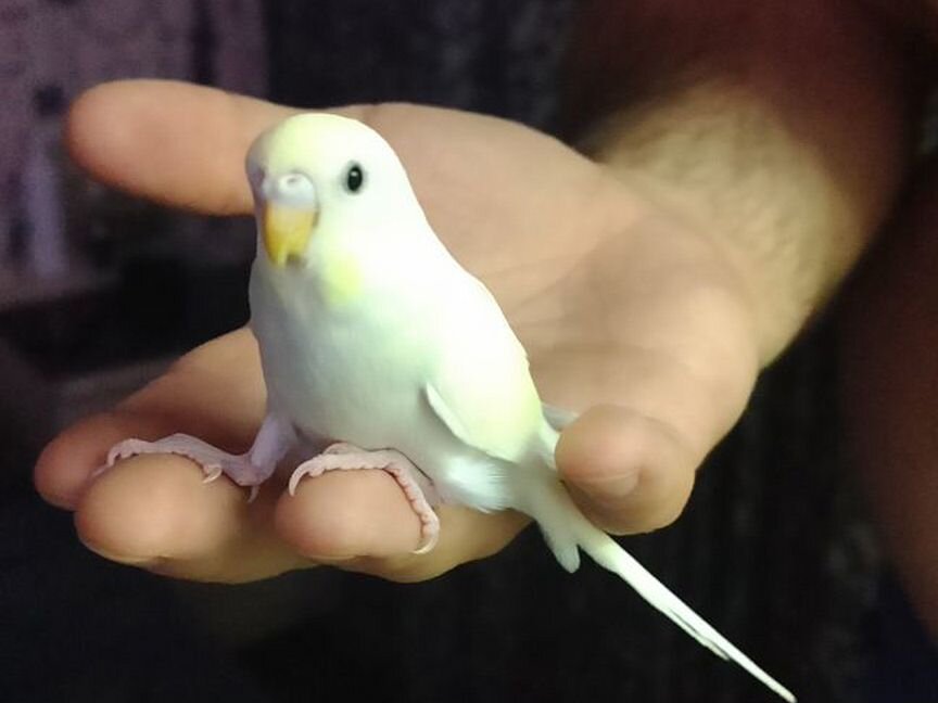 Волнистый попугай только вышел из гнезда