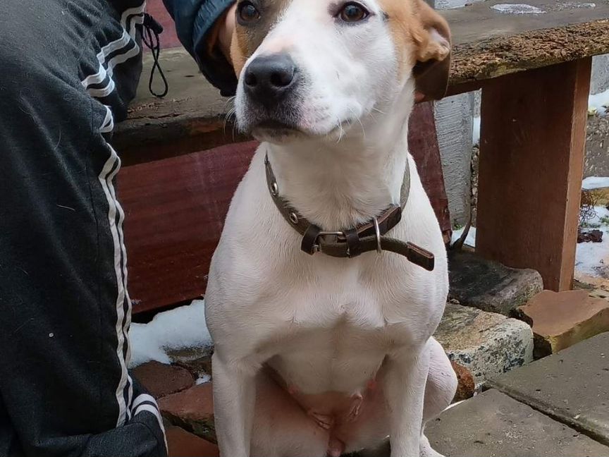 Собака в добрые руки щенок