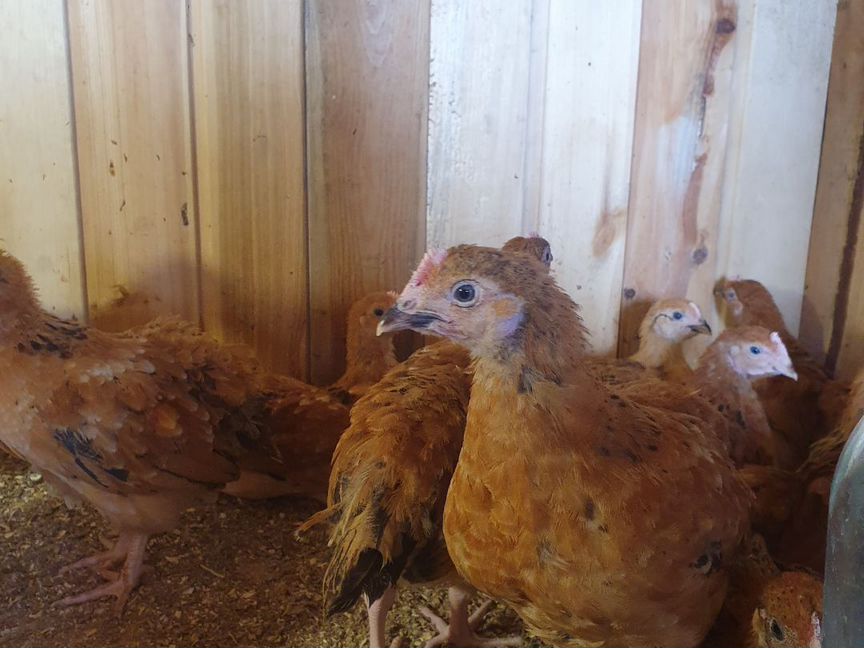 Цыплята Кучинская Юбилейная