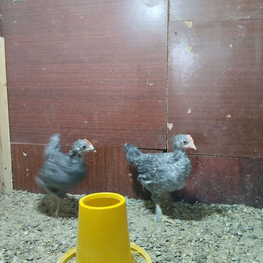 Два молоденьких петушка