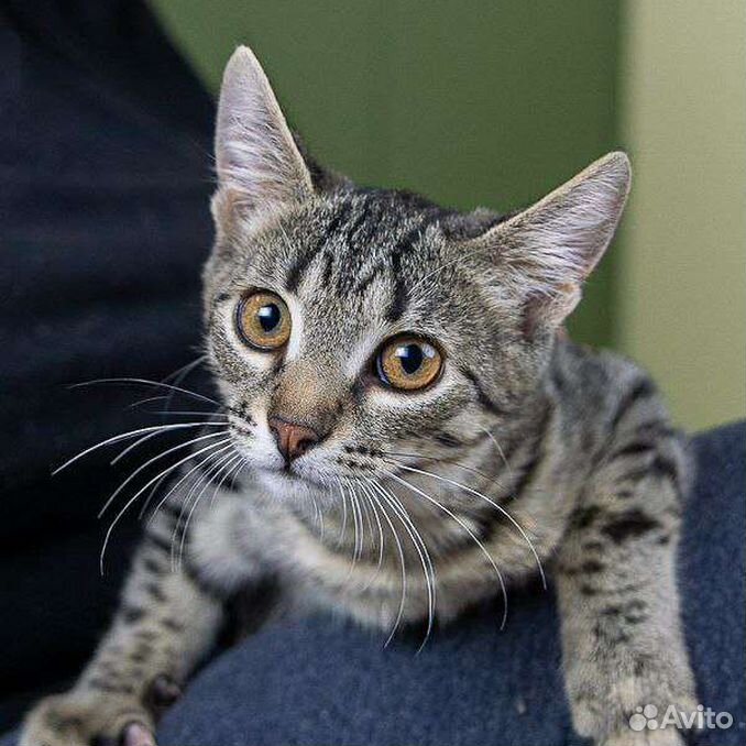 Никому не нужные котята ищут дом