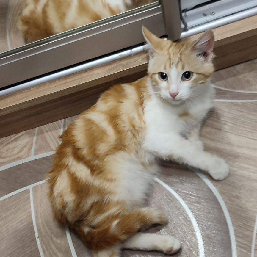 Мраморный котик