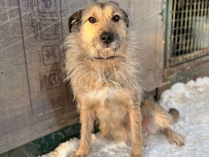 Собаке нужна семья