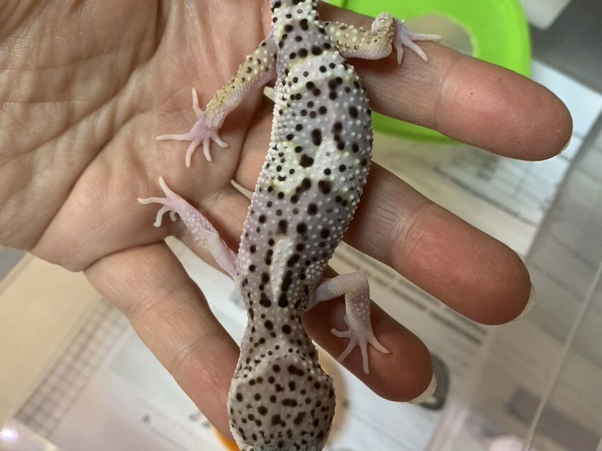 Террариум с эублефаром