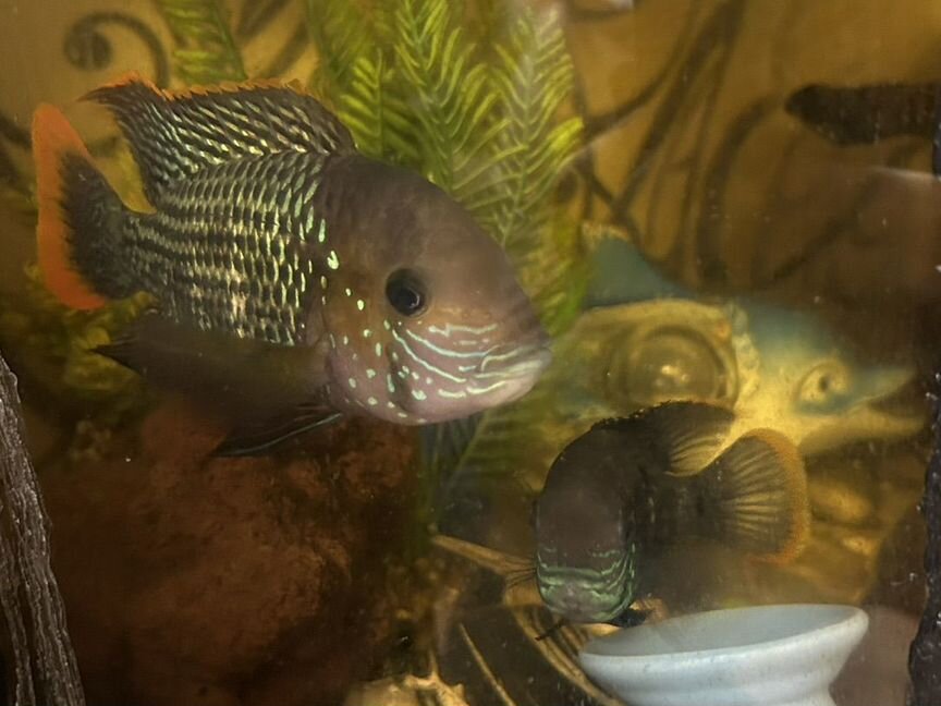 Бирюзавая акара бесплатно