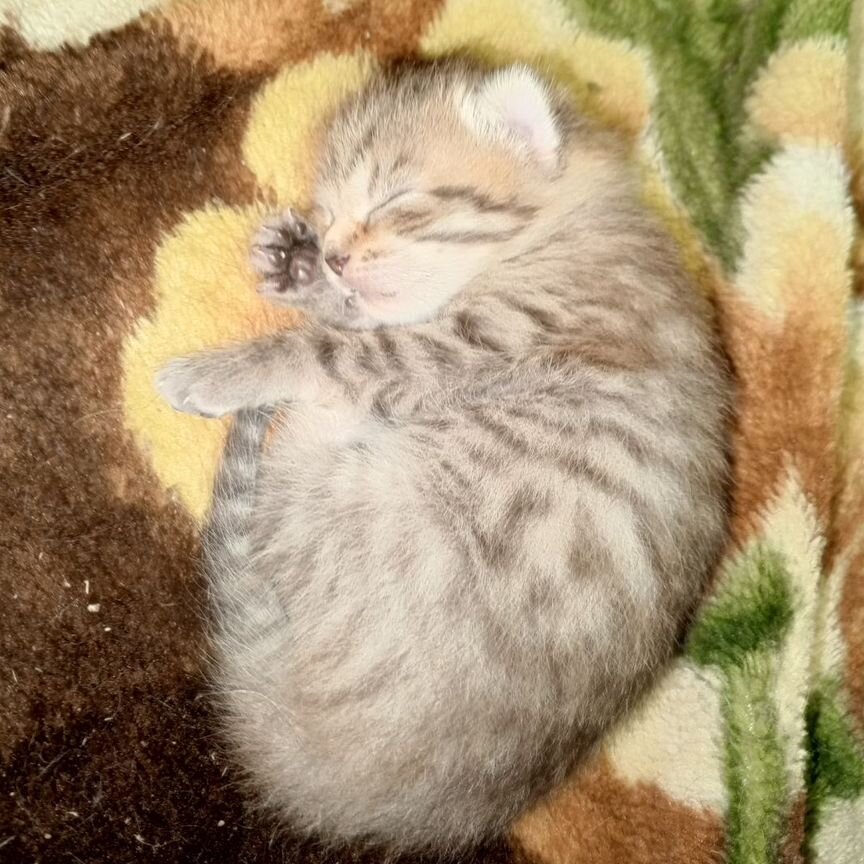 Продам котёнка