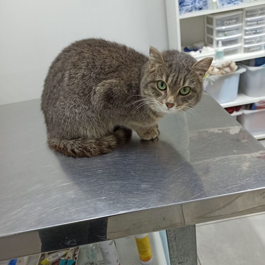 Взрослая, Девочка кошка в добрые руки