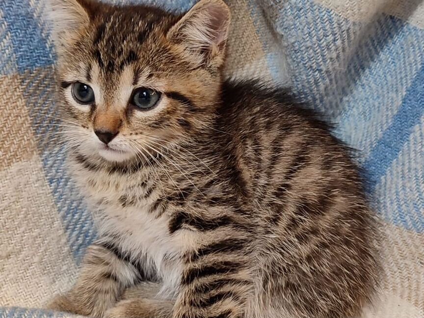 Котёнок, мальчик в добрые ручки