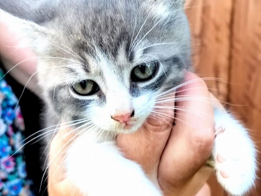 Малыши-котятки 1,5 месяца