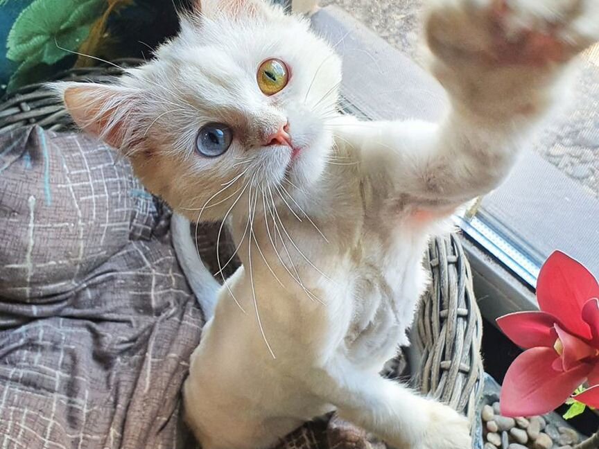 Котенок разноцветные глаза доставка