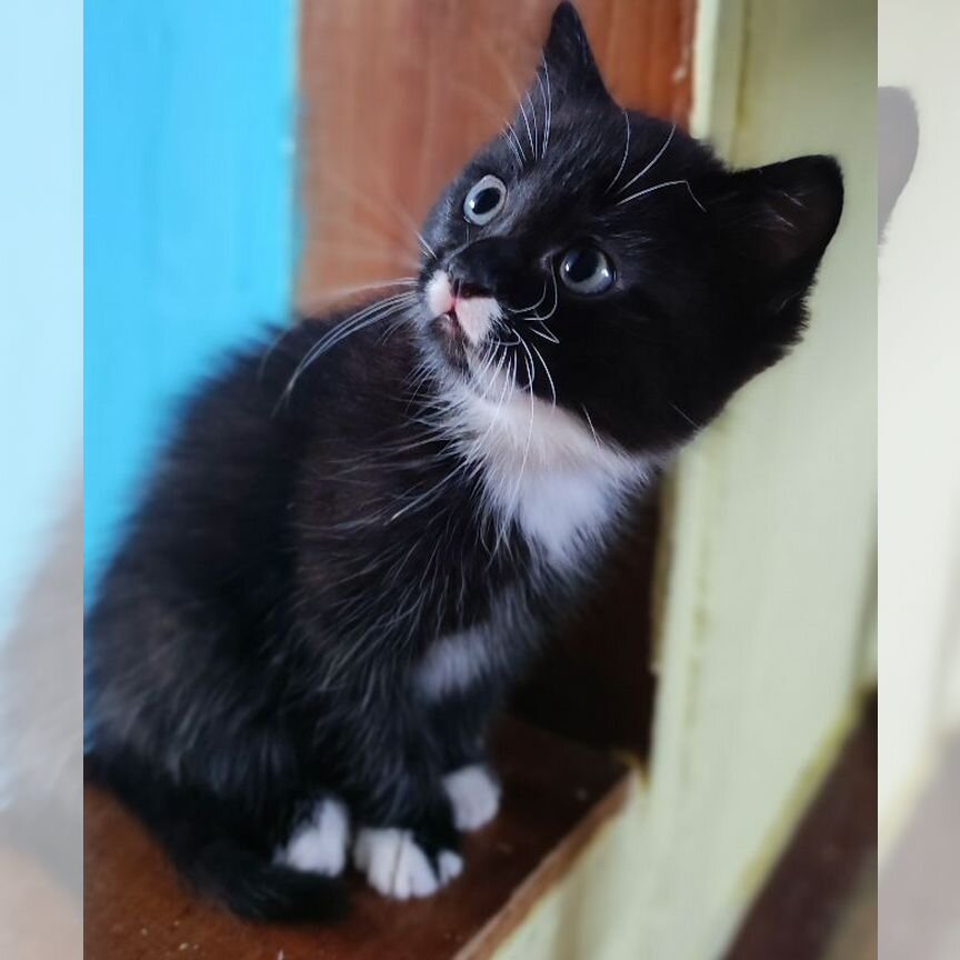 Котенок девочка в добрые руки