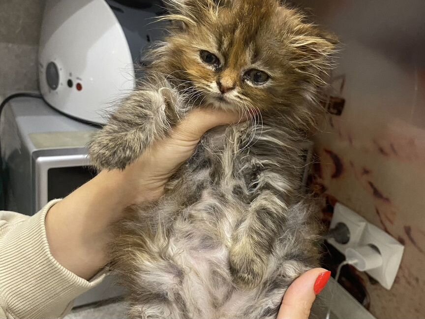 Кошка