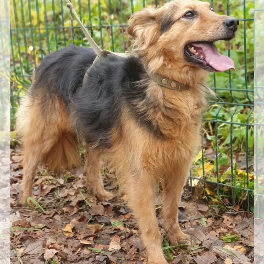 Взрослая собака в добрые руки