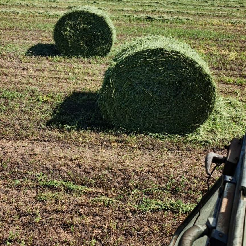Продам сено в рулонах