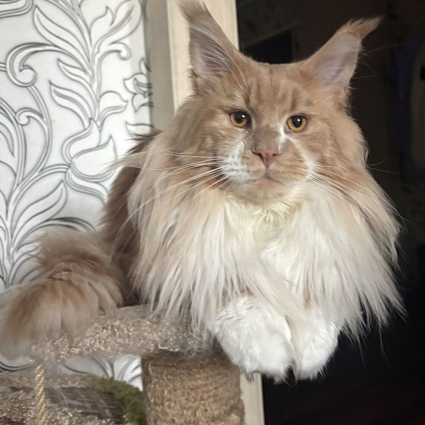 Мейн-кун, кот вязка