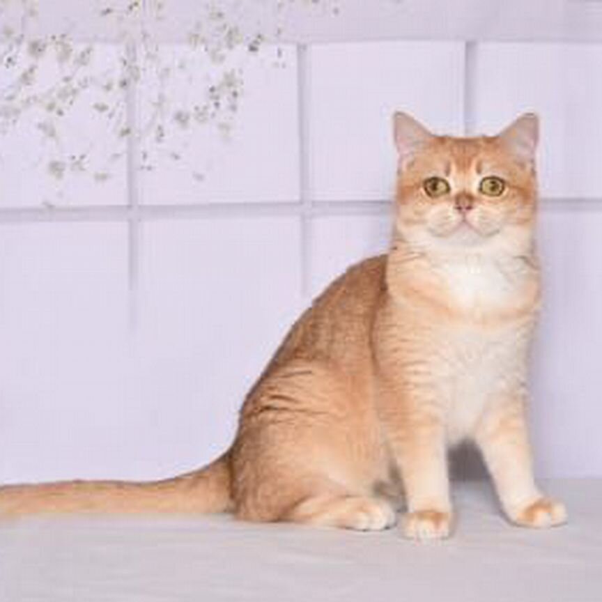 Золотая шиншилла Линда