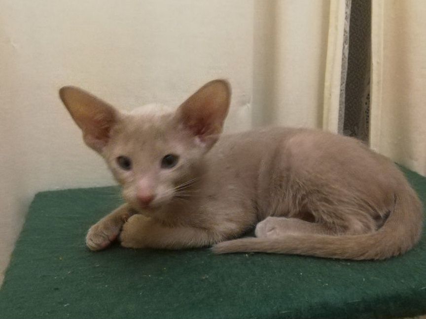 Ориентальные котята