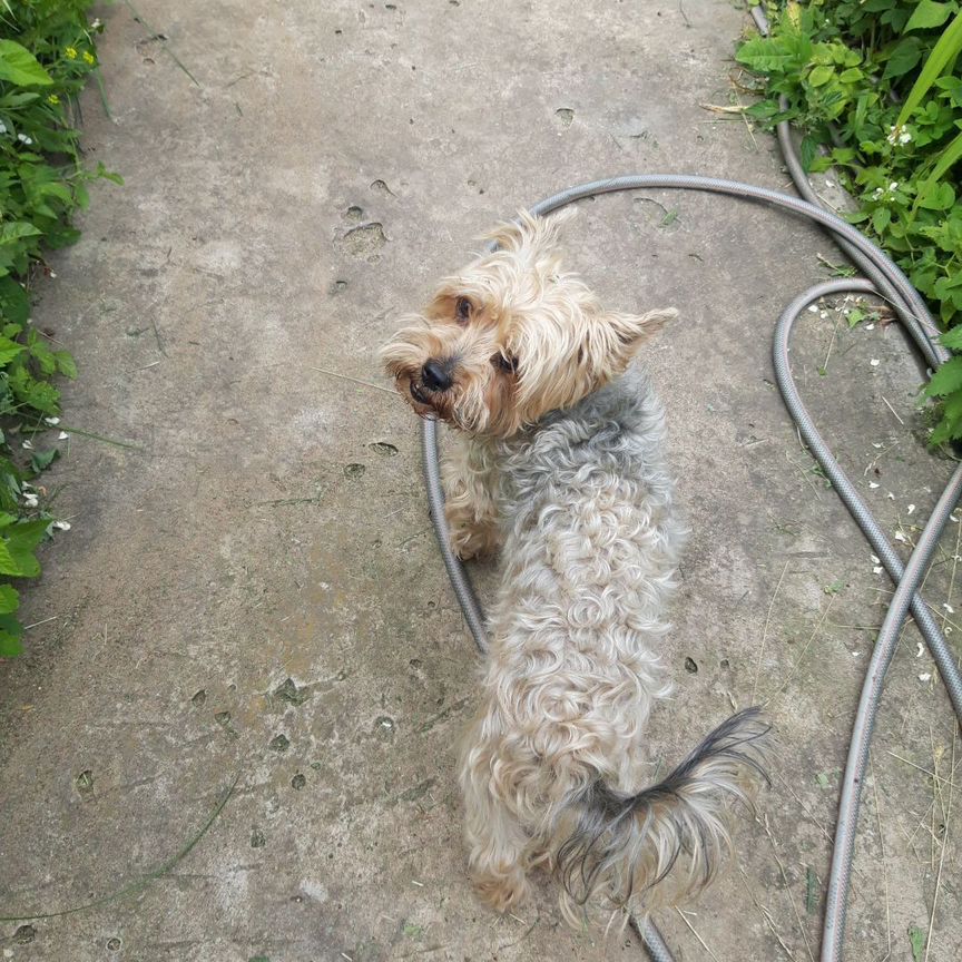 Пристраивается Йоркширский терьер мальчик