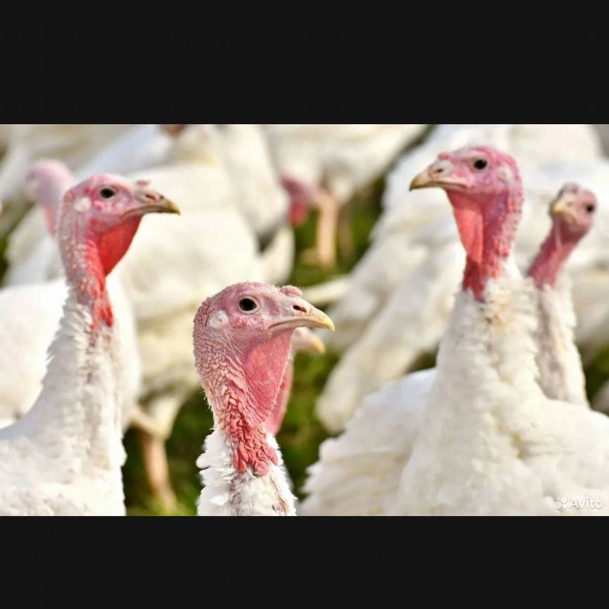 Индюк, утка