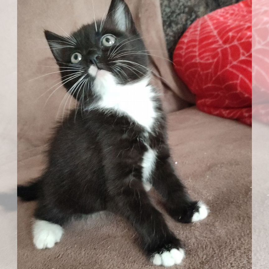 Отдам котенка в добрые руки