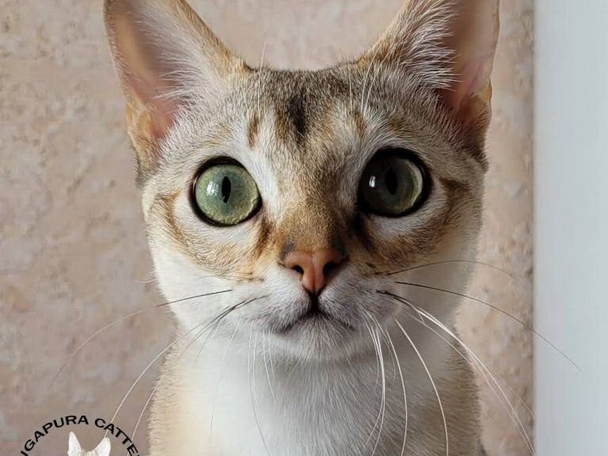 Сингапурский кот
