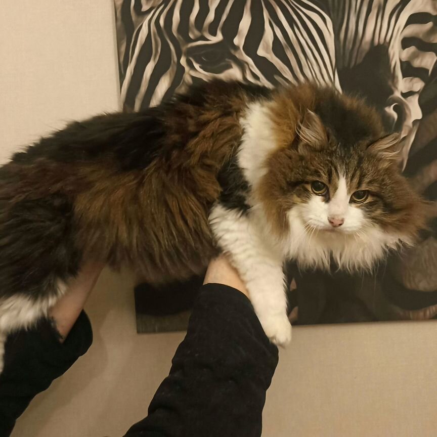 Сибирская кошка в добрые руки