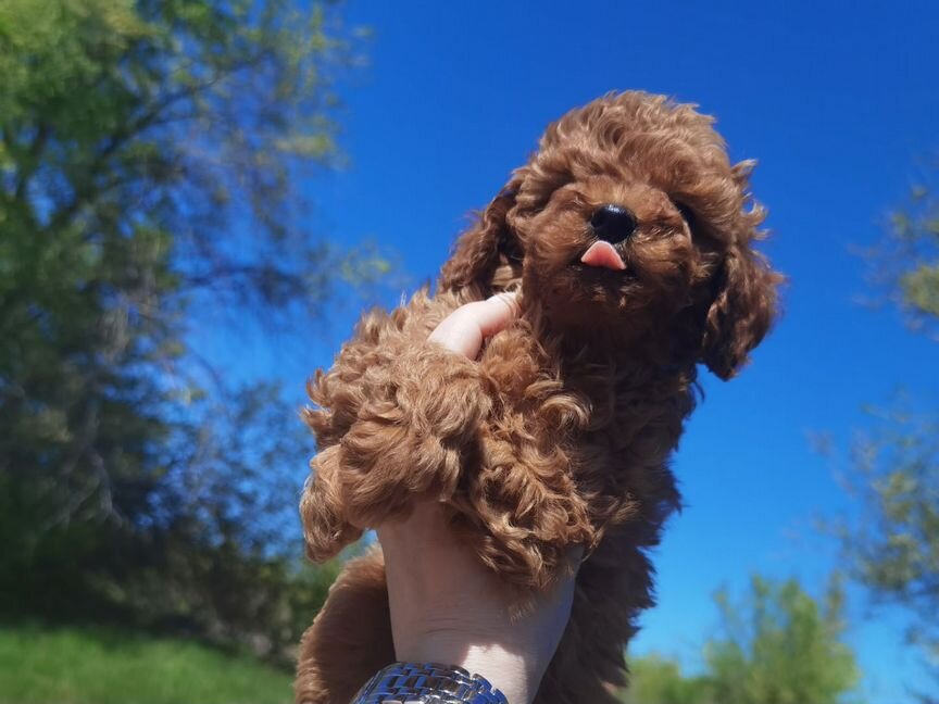 Мальтипу ф1 девочка ред braun