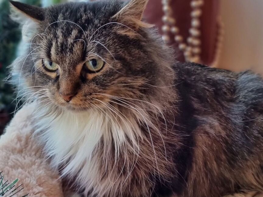 Кошка Любаша