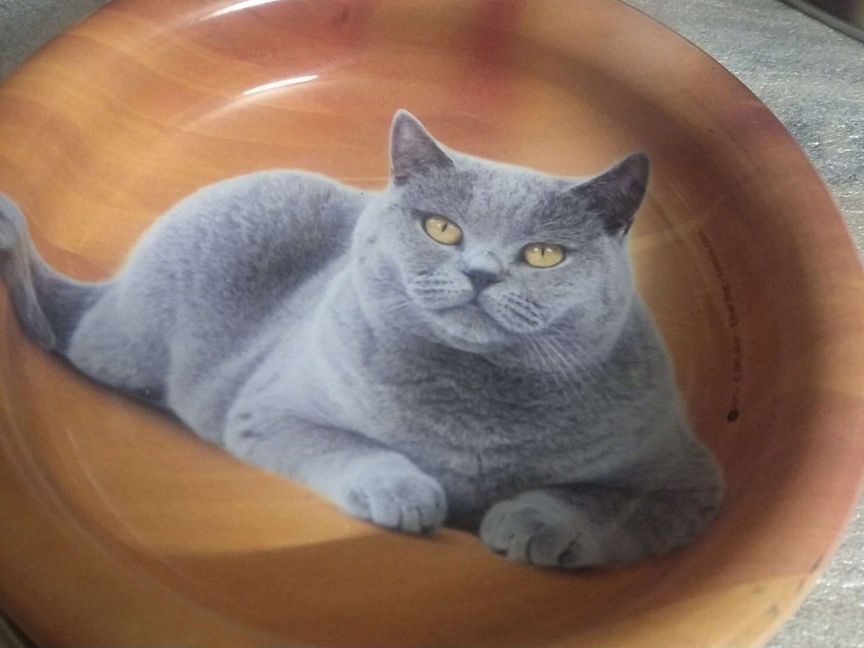 Миски Royal C NYCanin с фото котов